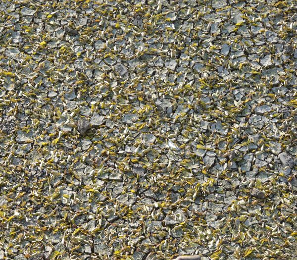 leaves on the ground texture 0037 - Texturelib